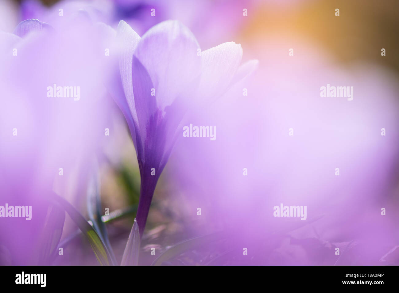 Plant of remembrance hi-res stock photography and images - Alamy