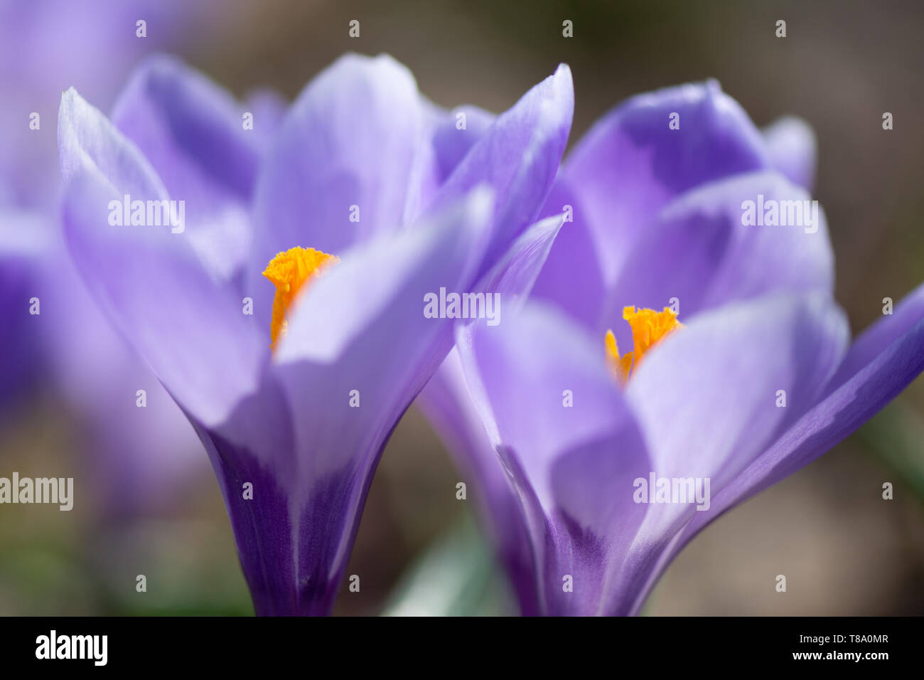 Early spring Crocus vernus Remembrance Stock Photo - Alamy