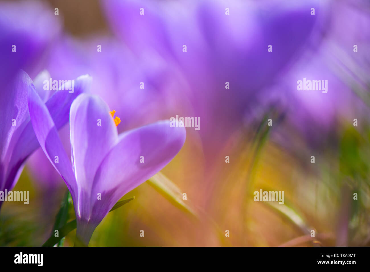 Early spring Crocus vernus Remembrance Stock Photo - Alamy