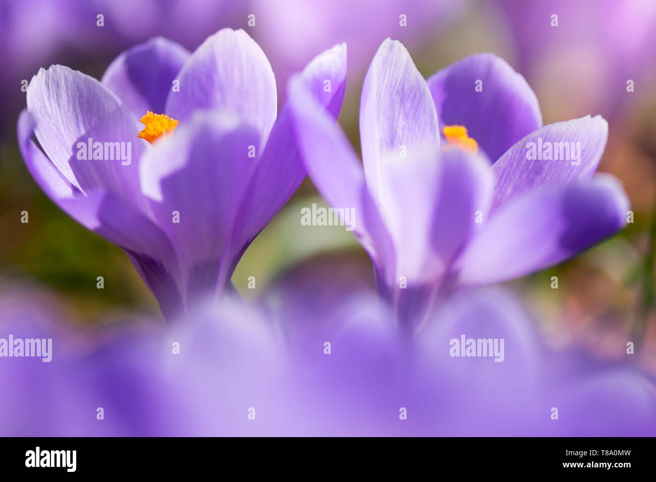 Early spring Crocus vernus Remembrance Stock Photo - Alamy