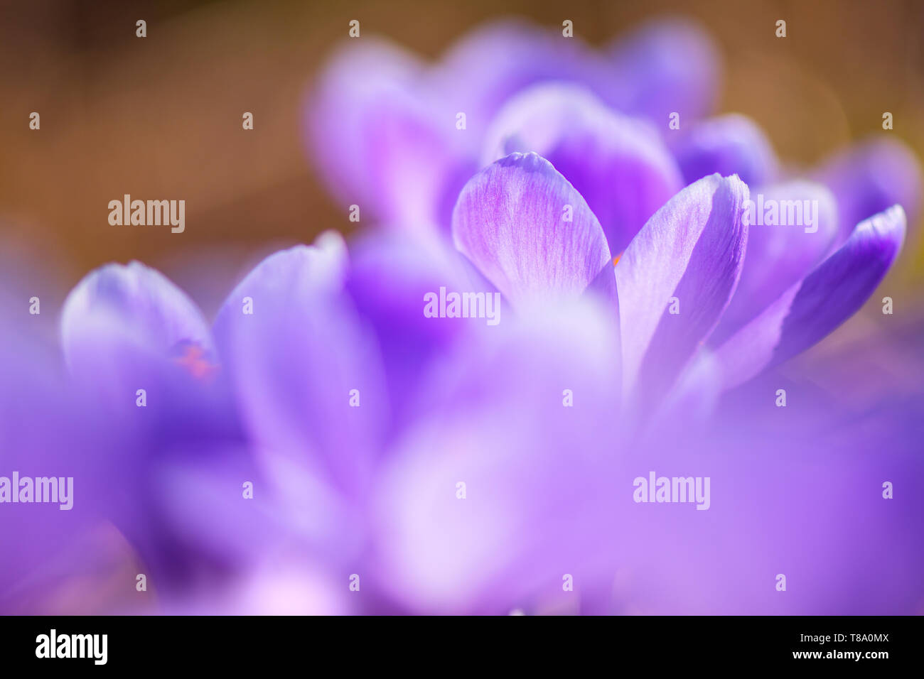 Early spring Crocus vernus Remembrance Stock Photo - Alamy