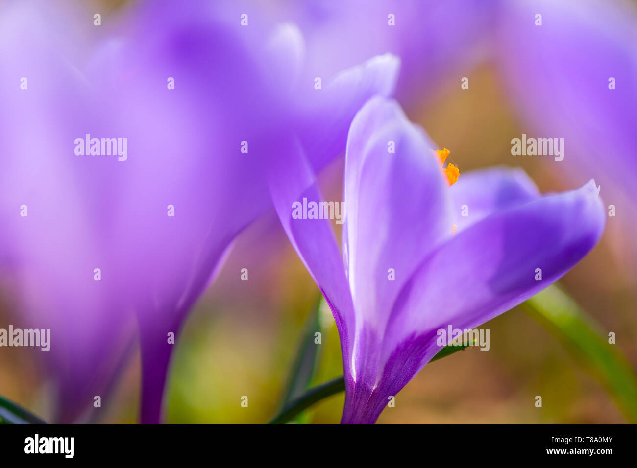 Early spring Crocus vernus Remembrance Stock Photo - Alamy