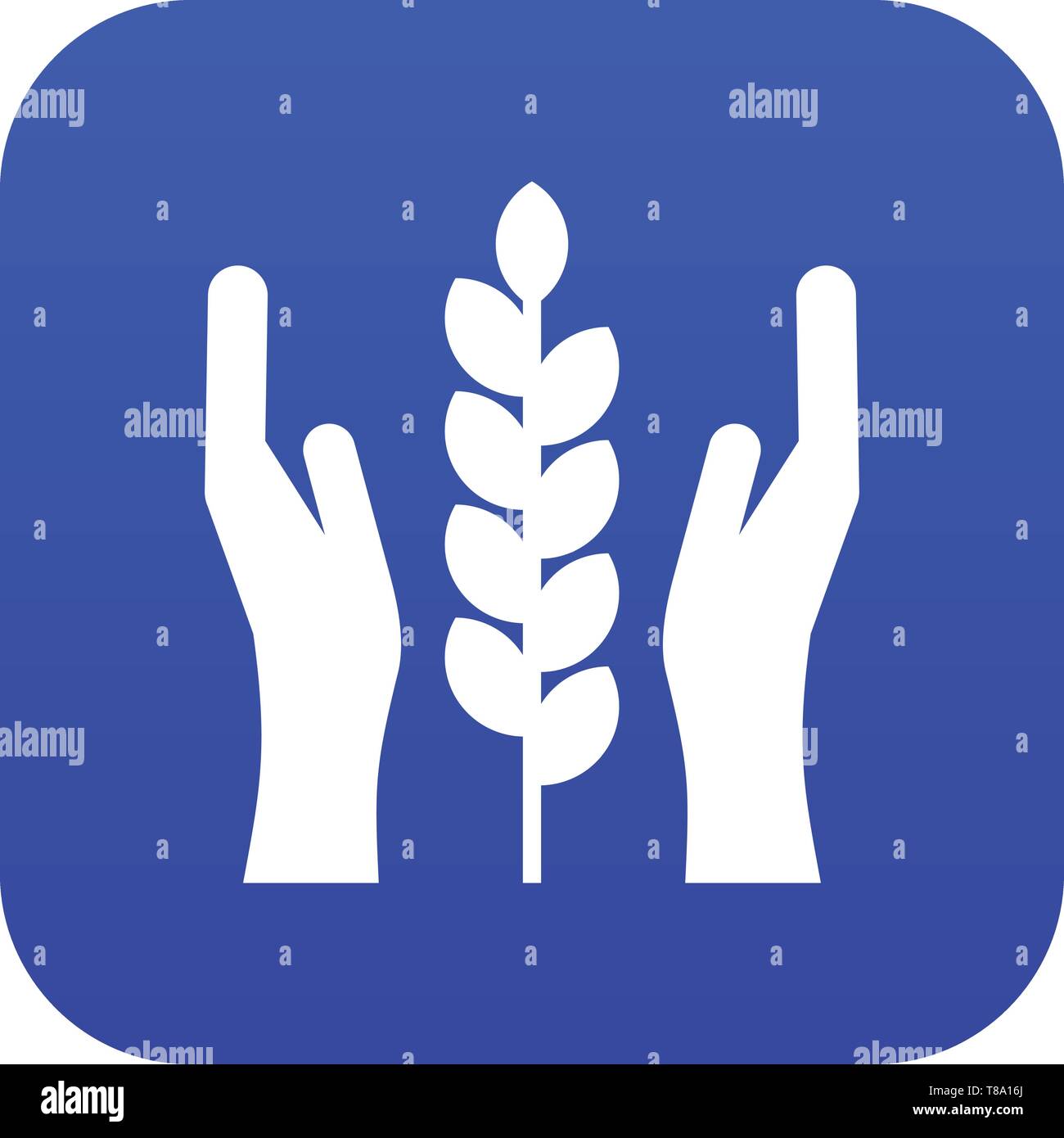 Hands and ear of wheat icon digital blue Stock Vector Image & Art - Alamy