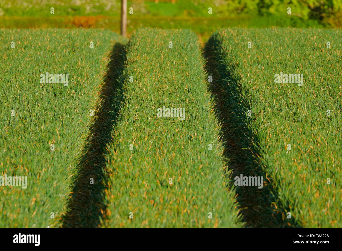Tracks from an agriculture tractor run through a farmers crop field ...
