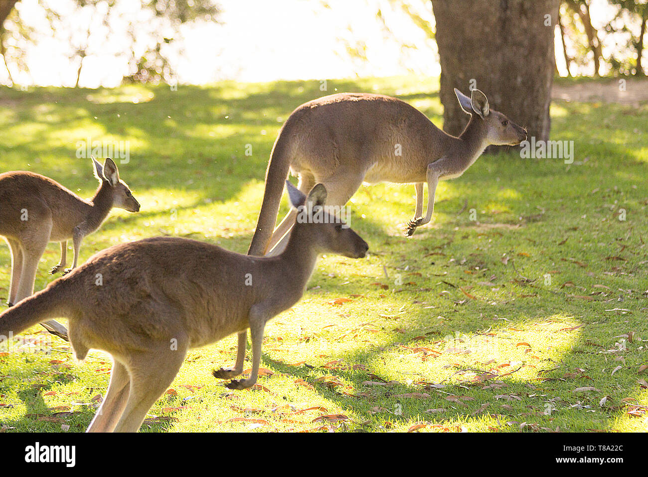 Kangaroo running joey hi-res stock photography and images - Alamy