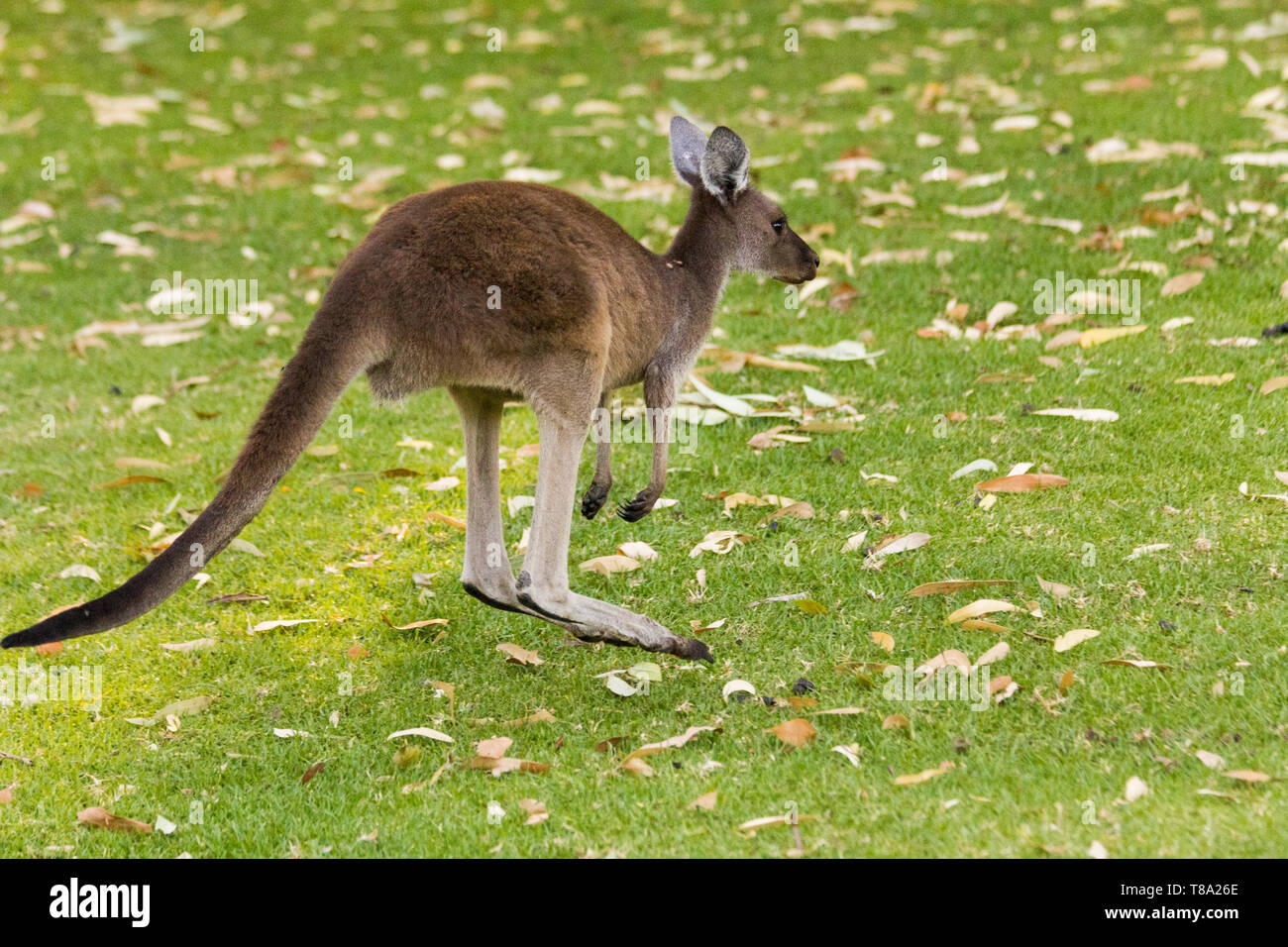 Kangaroo Joey Pouch Cute Stock Photos & Kangaroo Joey Pouch Cute Stock ...
