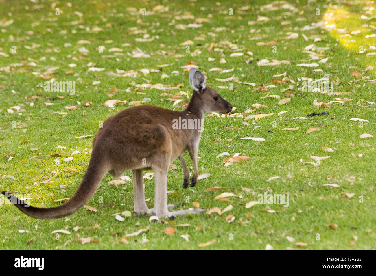 Small kangaroo hi-res stock photography and images - Alamy