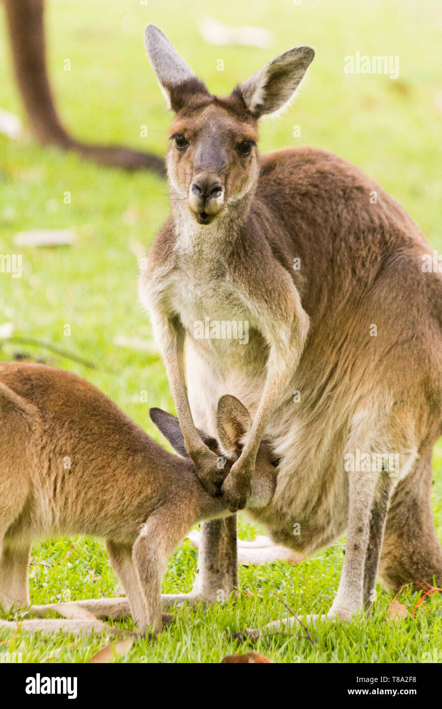 kangaroo feeding breeding. Perth, Western Australia, Australia Stock ...