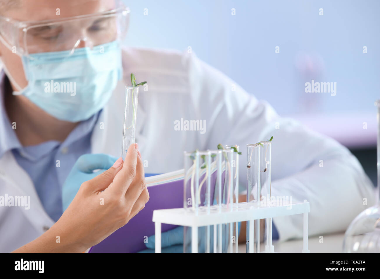 Scientists working with plants in laboratory Stock Photo - Alamy