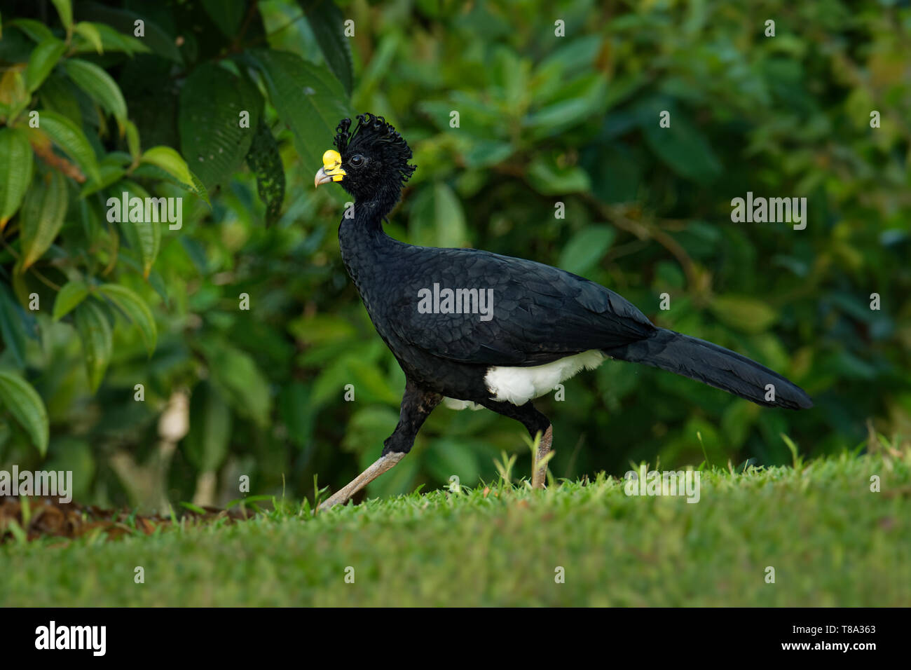 Great Curassow - Crax rubra large, pheasant-like bird from the ...