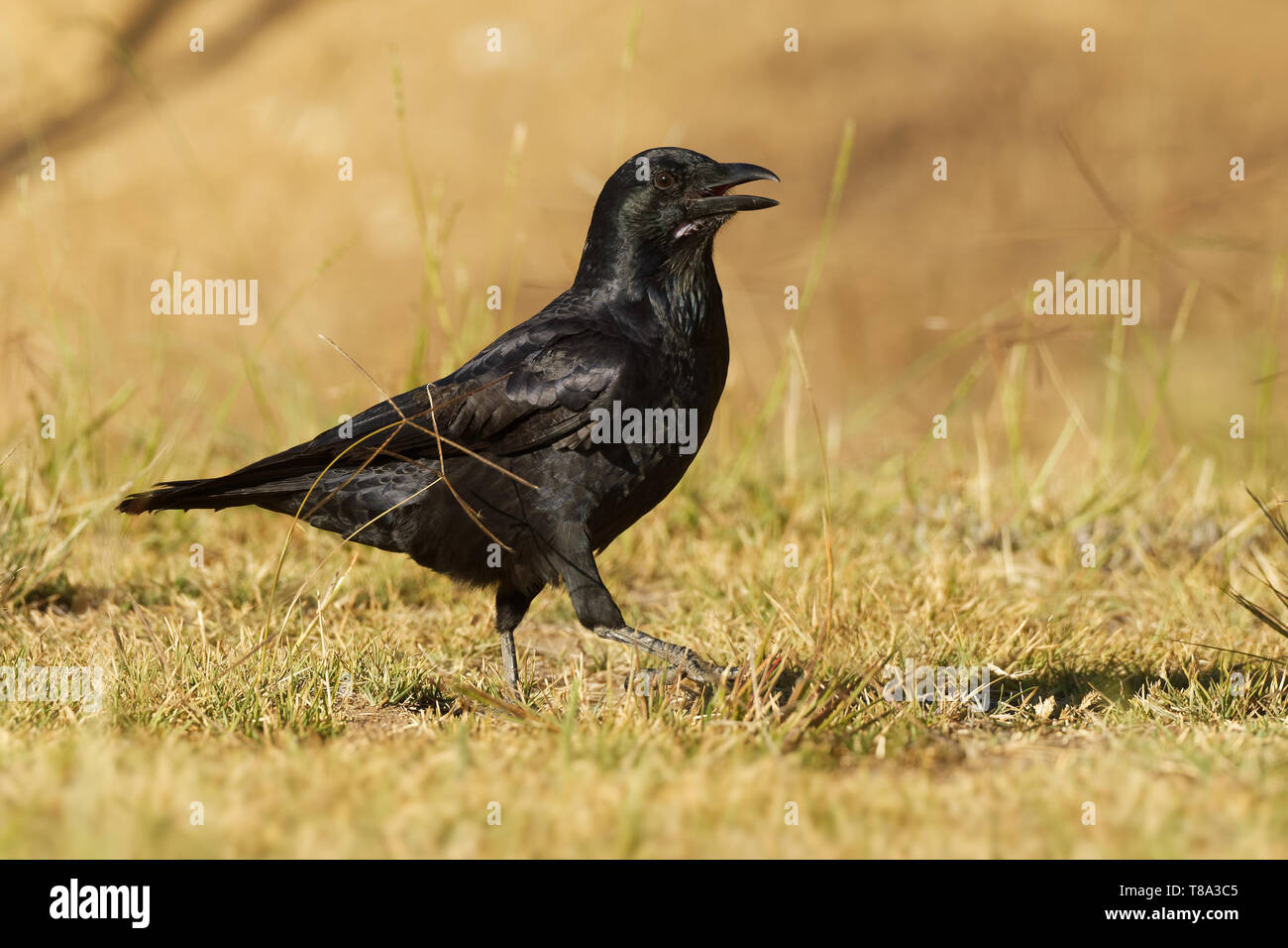 Genus corvus hi-res stock photography and images - Alamy