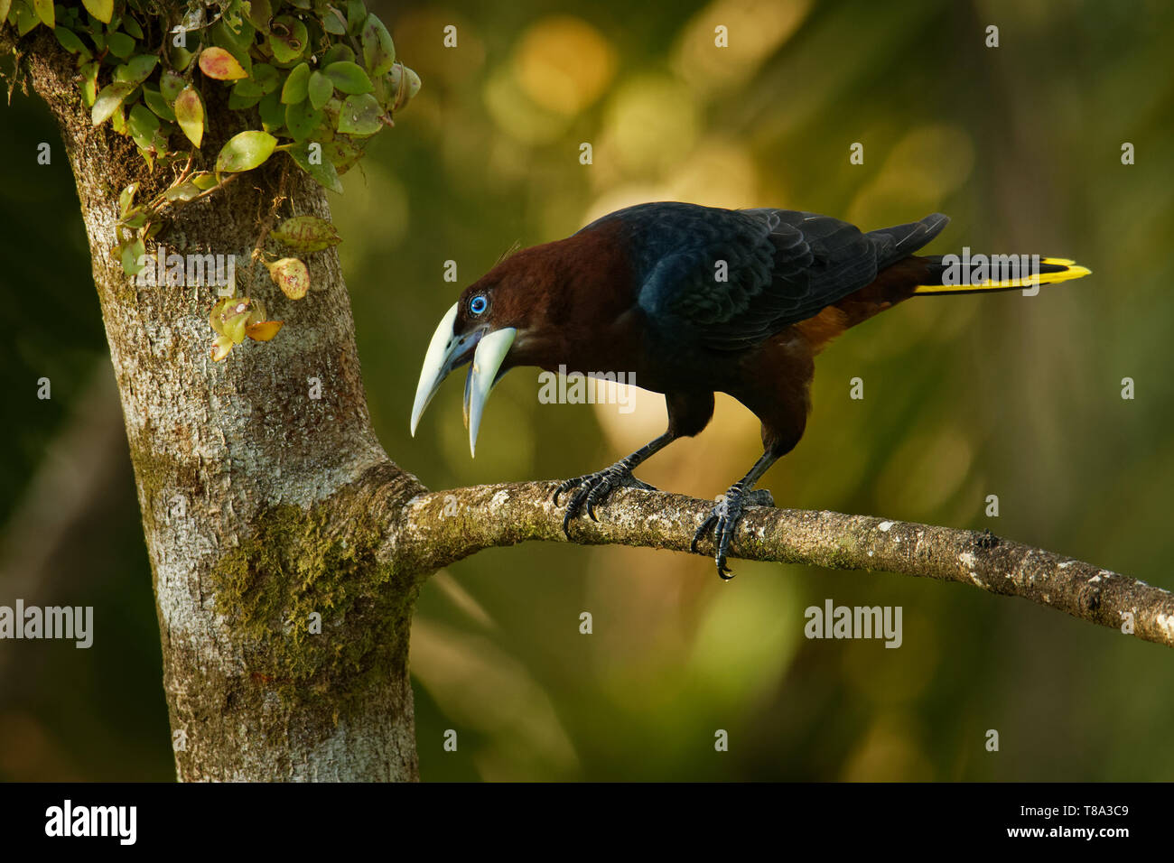 Chestnut headed oropendola hi-res stock photography and images - Alamy