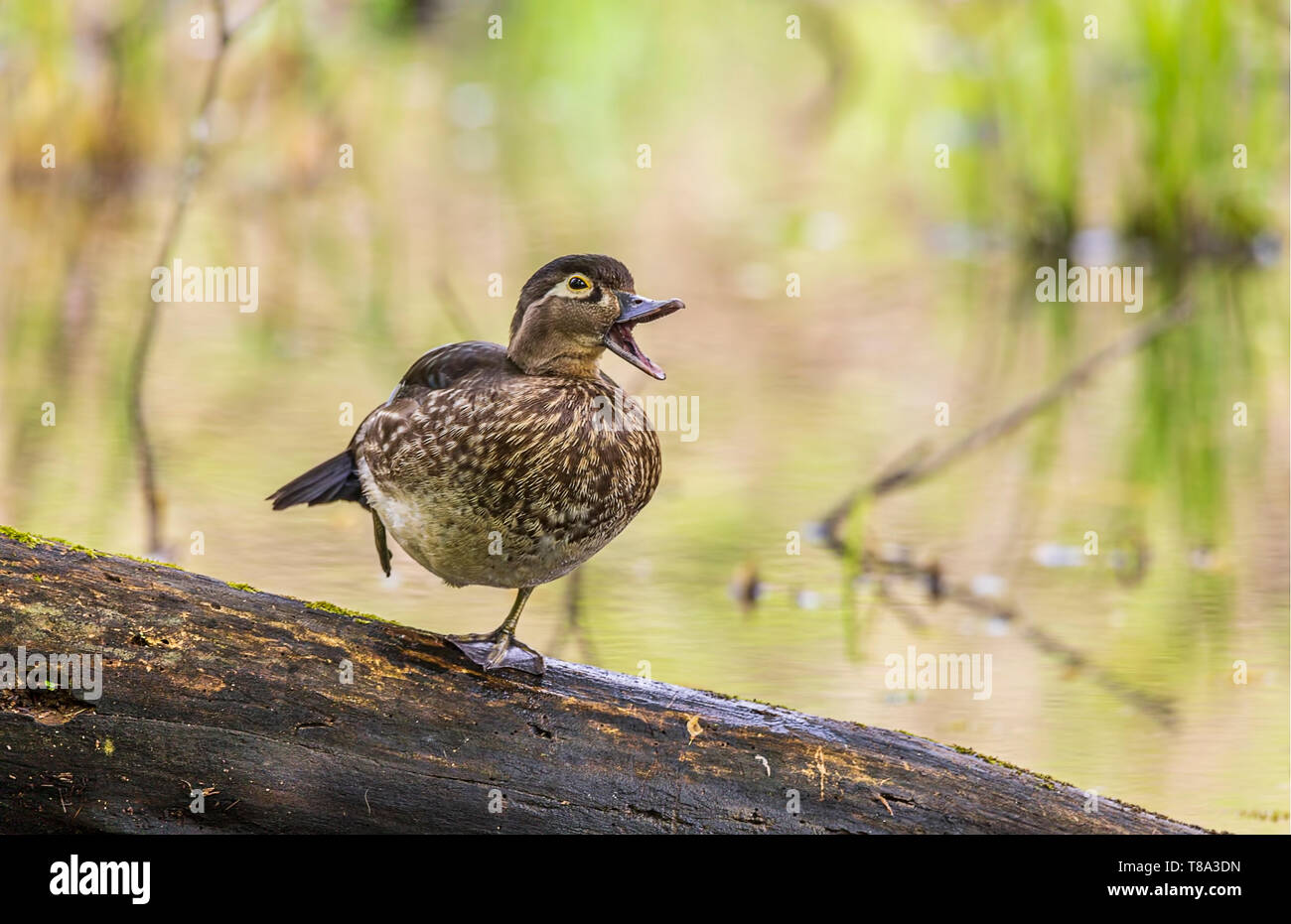 Female wood duck quacking in the forest Stock Photo - Alamy