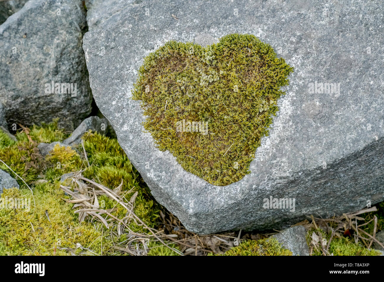 heart shaped moss Stock Photo - Alamy