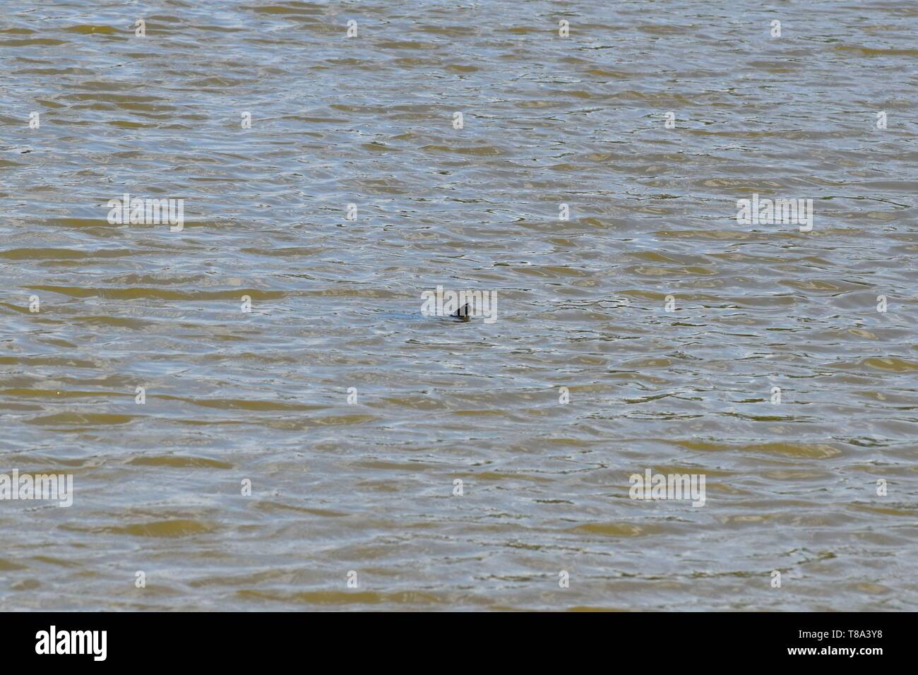 A single, young snapping turtle floats at the surface of a pond ...