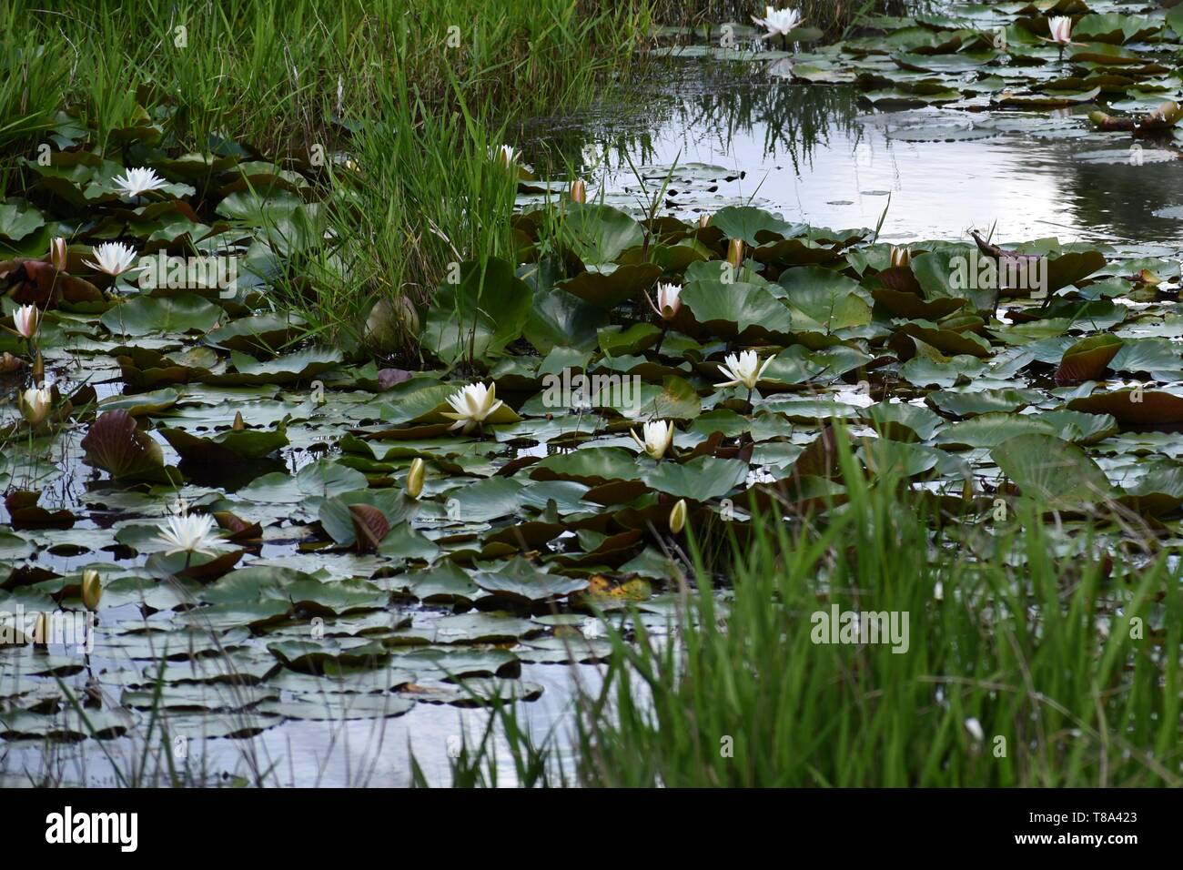 Lily pad pond hi-res stock photography and images - Alamy
