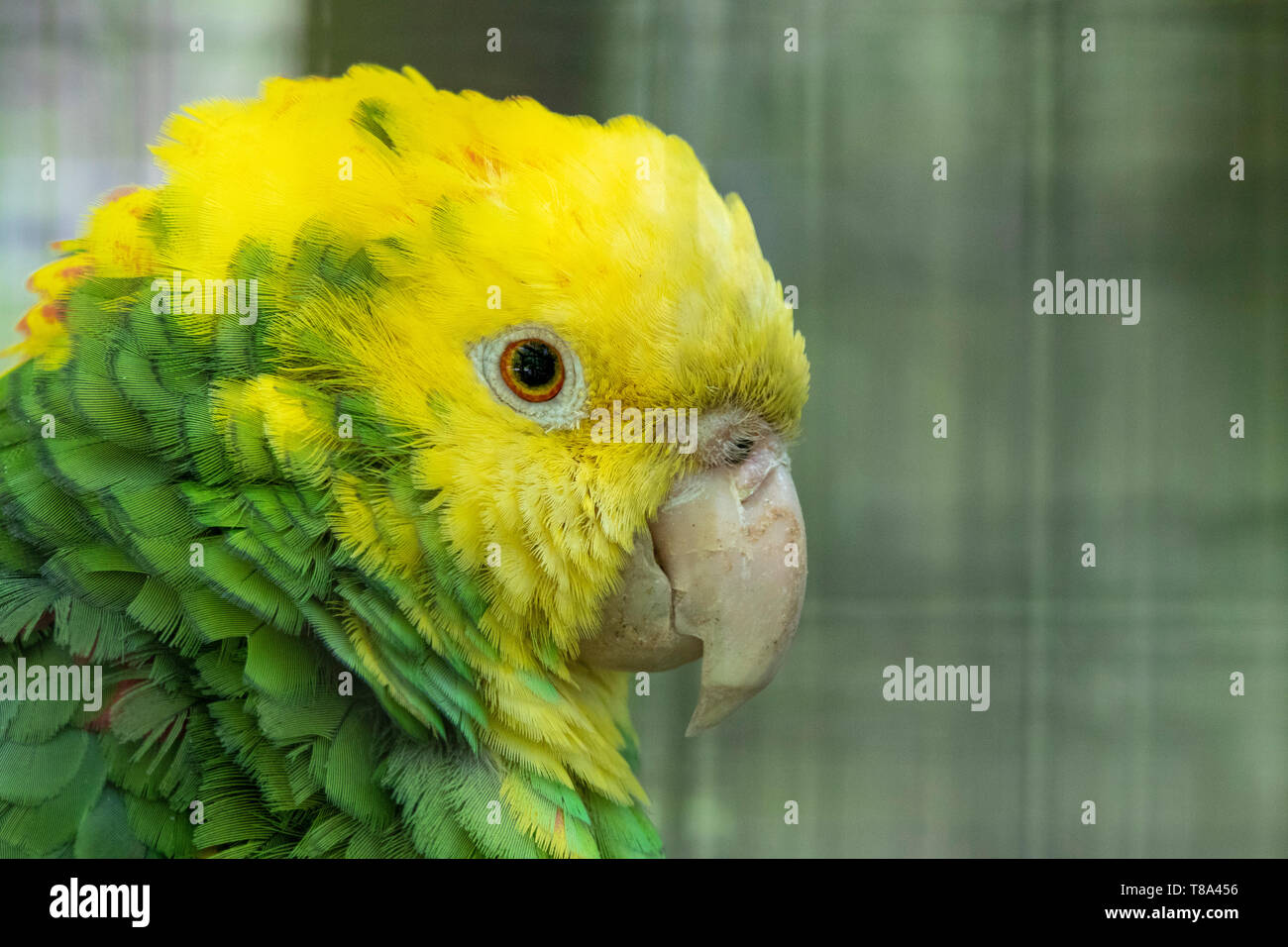 Yellow headed parrots hi-res stock photography and images - Alamy