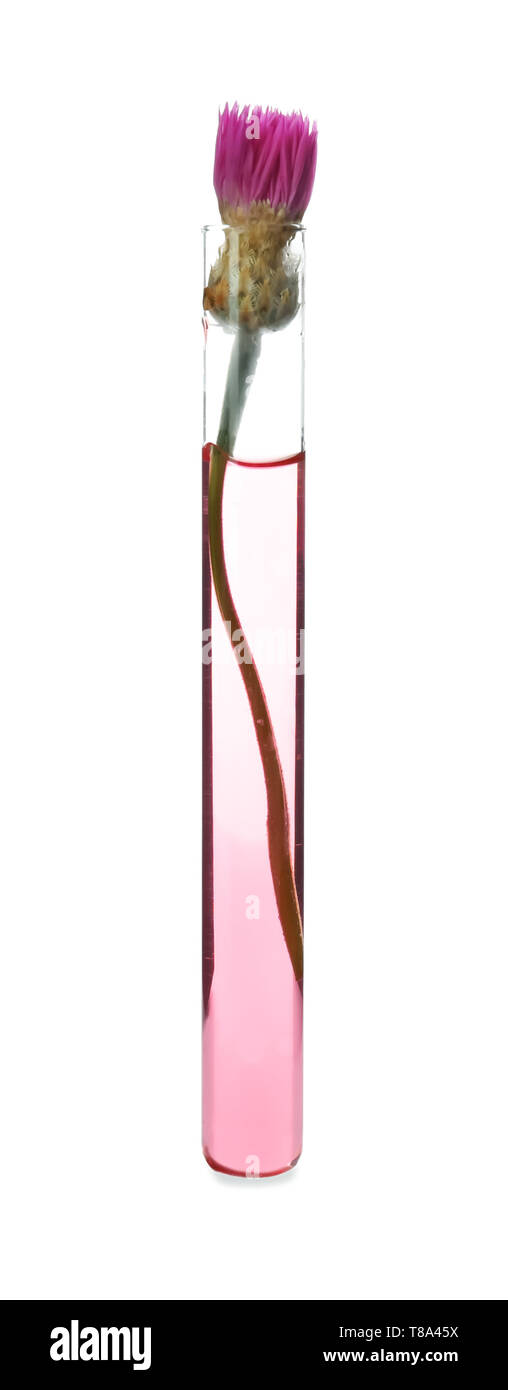 Glass tube flower Cut Out Stock Images & Pictures - Alamy