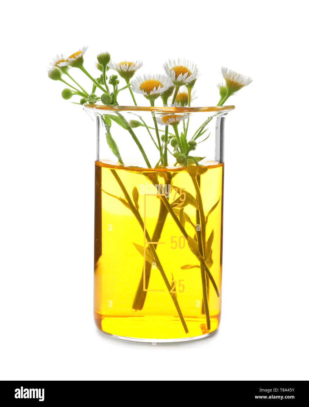 Beaker with flowers on white background Stock Photo - Alamy