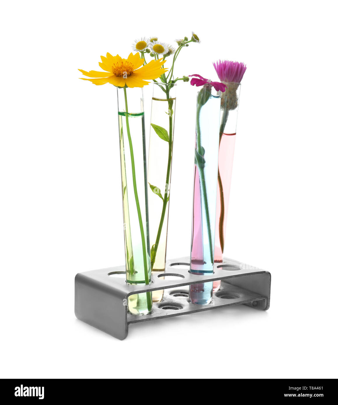 Test tubes with flowers in holder on white background Stock Photo - Alamy