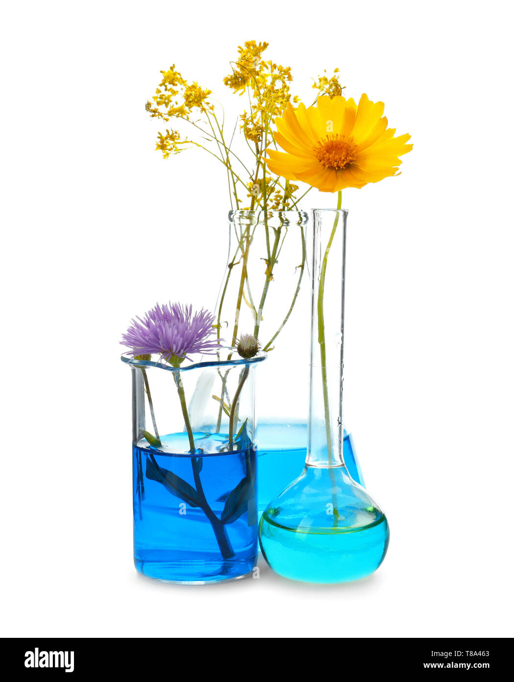 Flasks and beaker with flowers on white background Stock Photo - Alamy