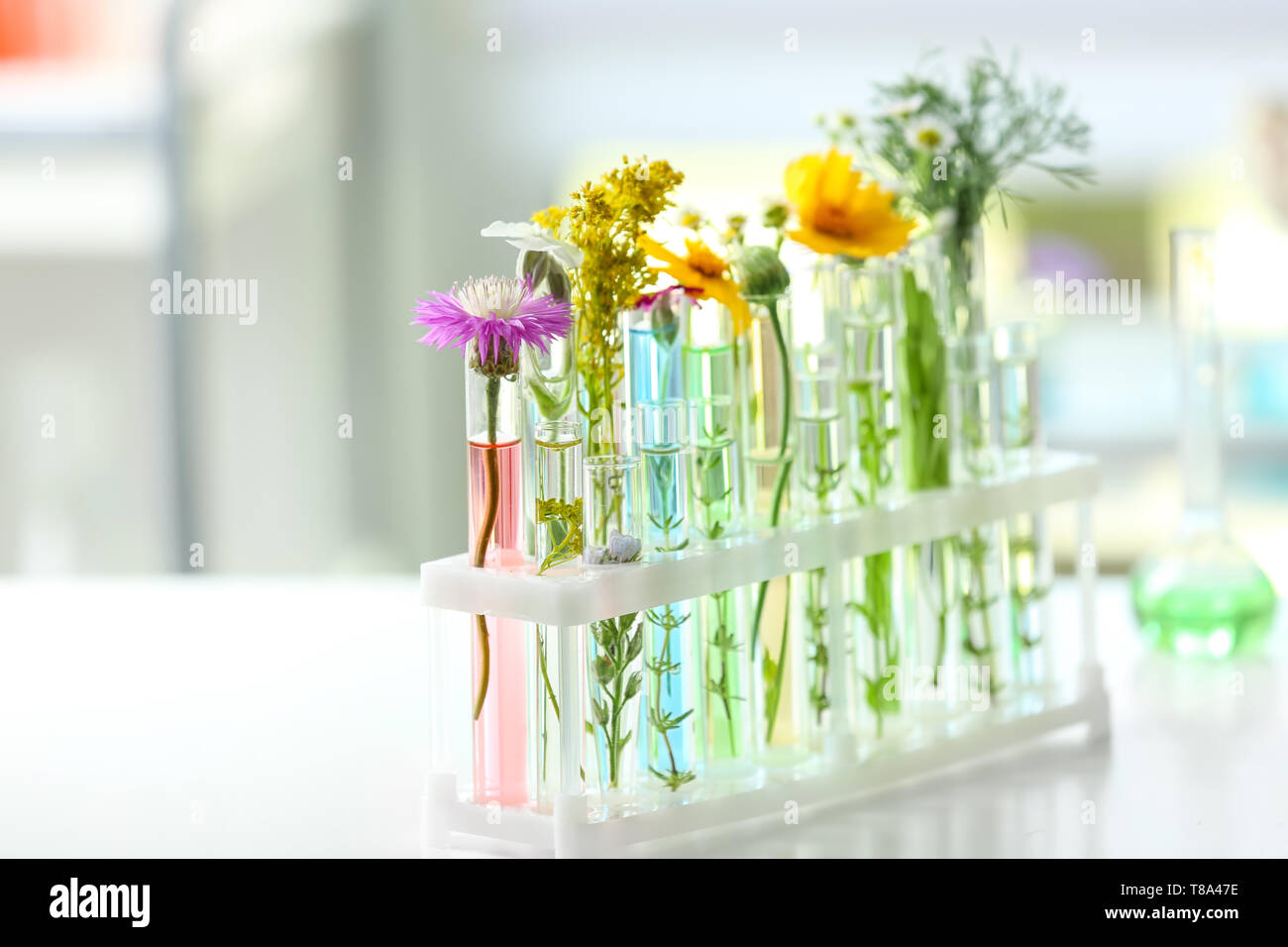 Flowers plants in test tubes hi-res stock photography and images - Alamy