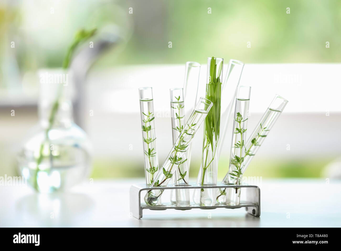 Sample plants in test tubes hi-res stock photography and images - Alamy