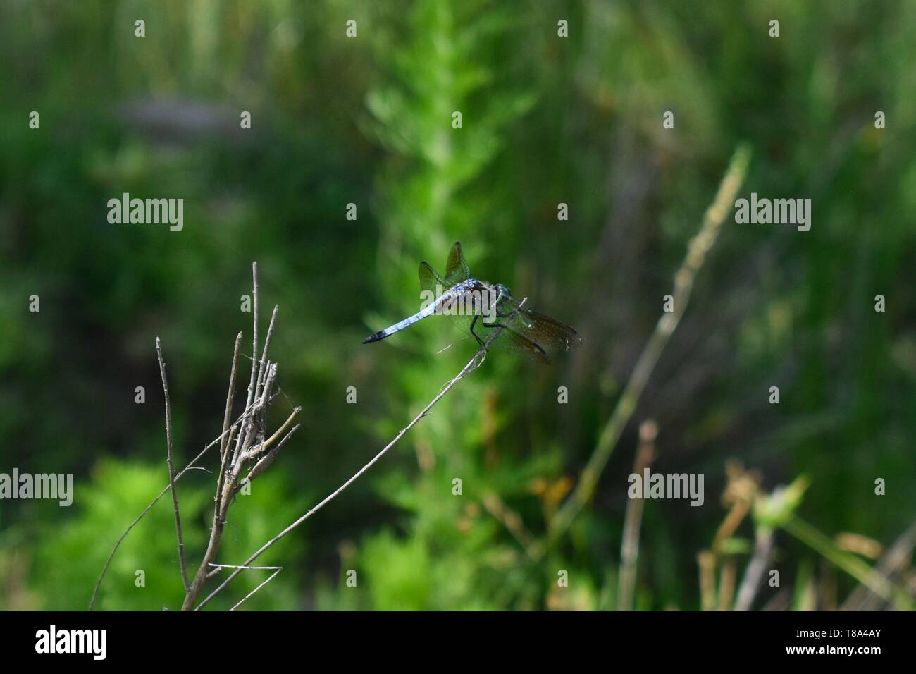 Black and blue dragonfly hi-res stock photography and images - Alamy