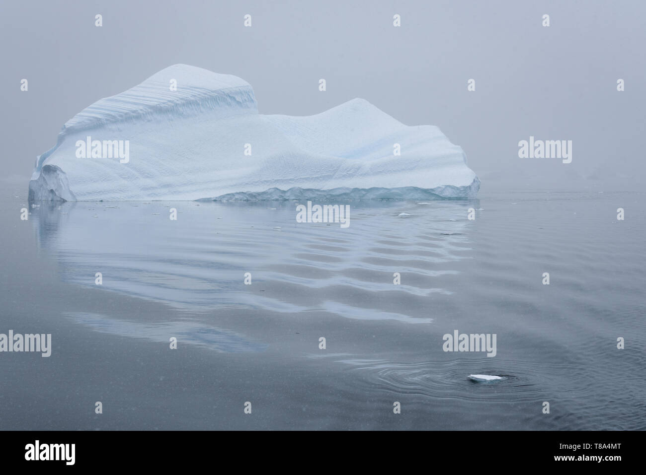 Sculptural iceberg shrouded in fog and floating in the waters of ...
