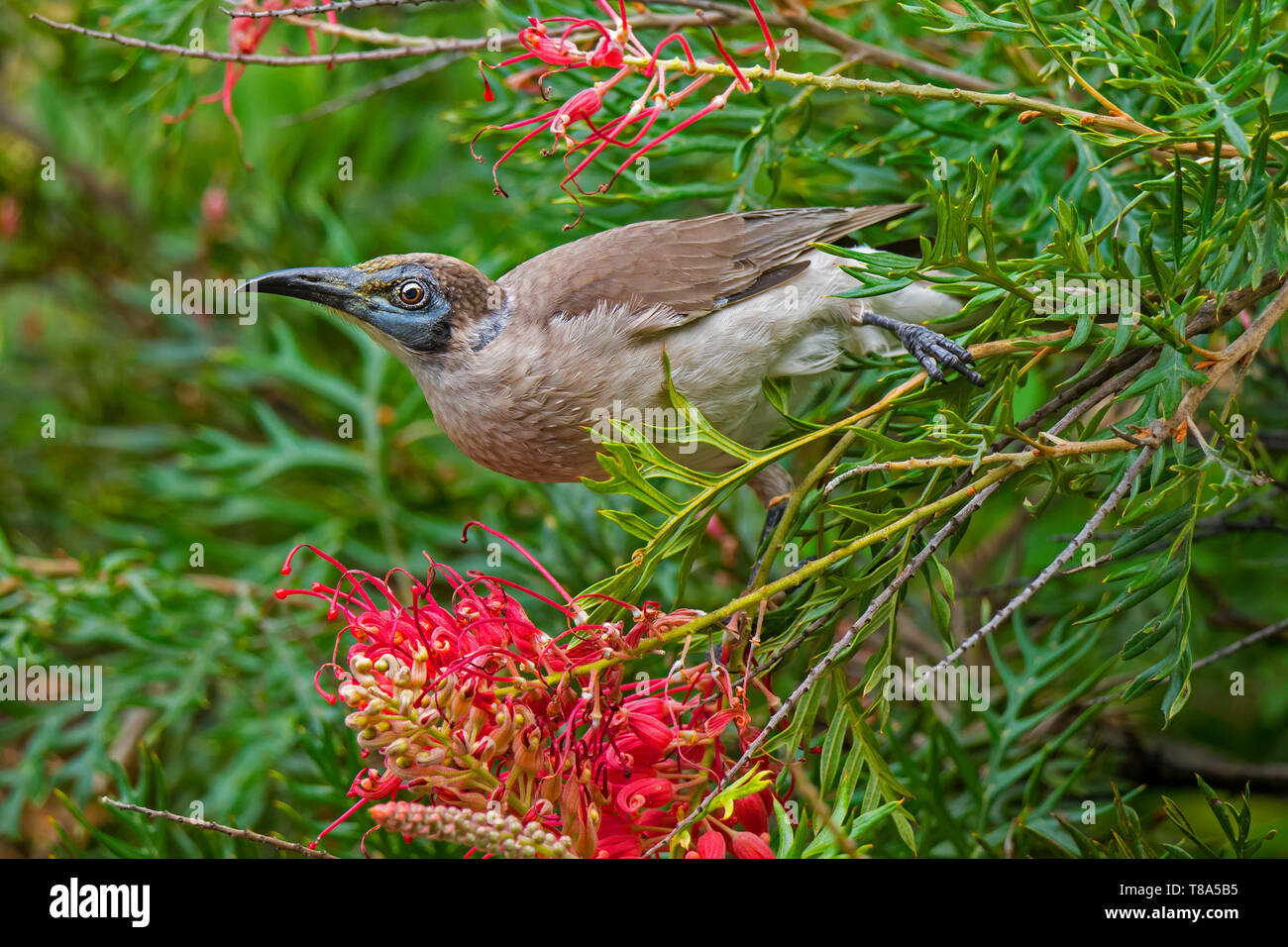 Australian Friarbird High Resolution Stock Photography and Images - Alamy