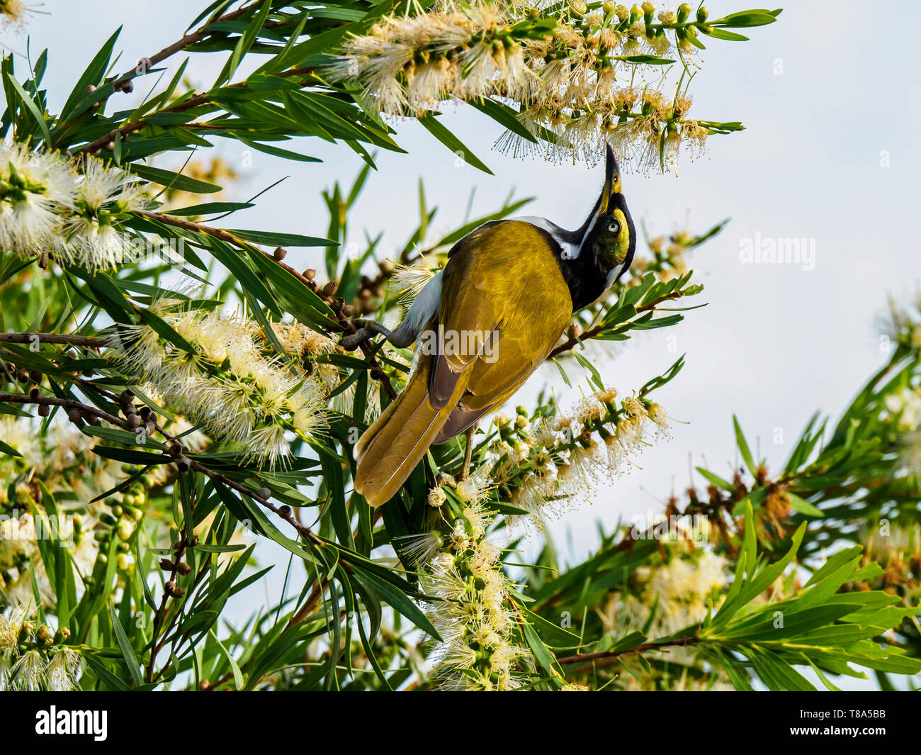 Endangered tropical birds hi-res stock photography and images - Alamy