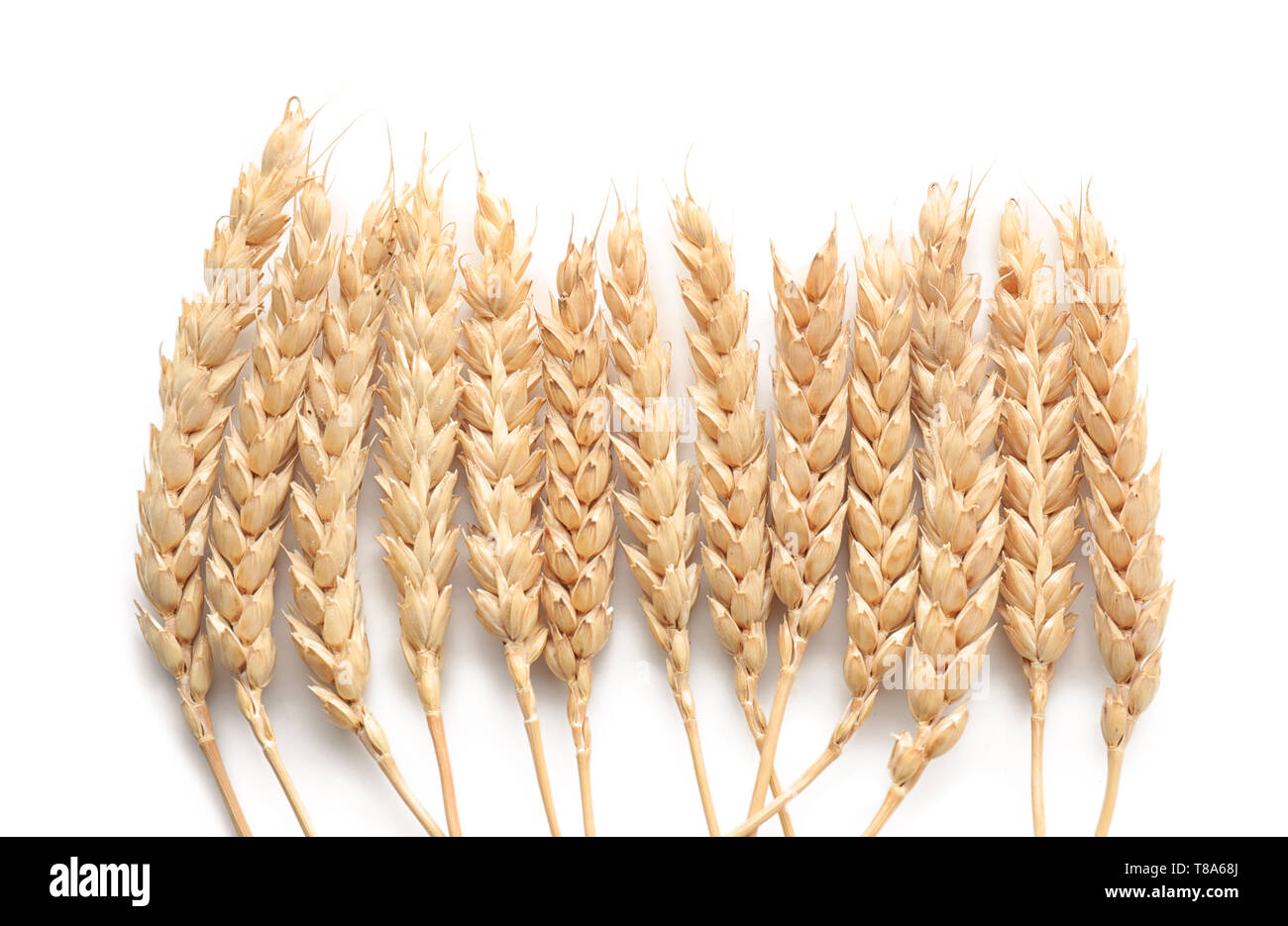 Wheat spikelets on white background Stock Photo - Alamy