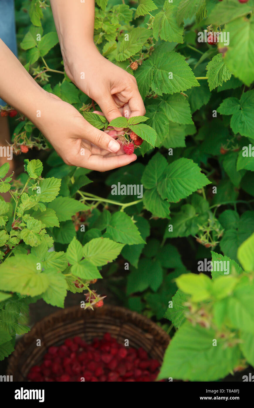 Woman picking ripe raspberries in garden Stock Photo - Alamy