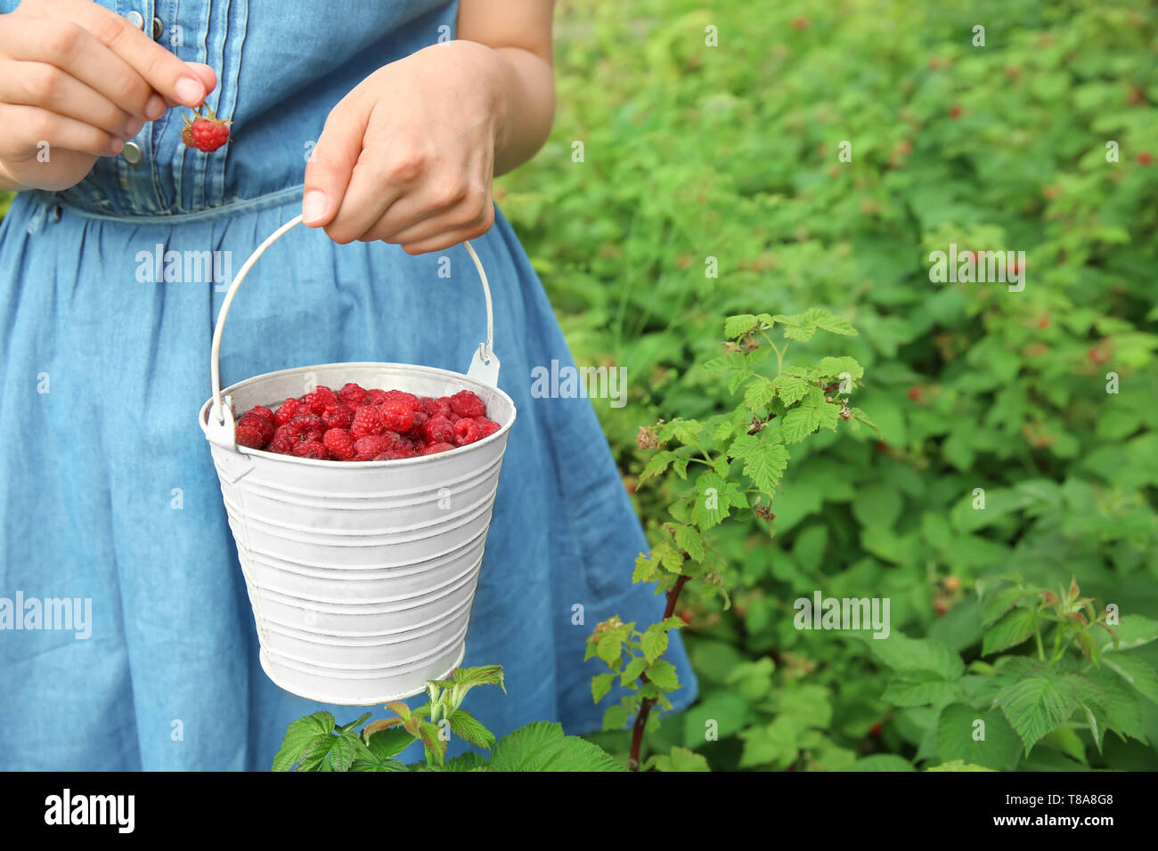 Woman picking ripe raspberries in garden Stock Photo - Alamy