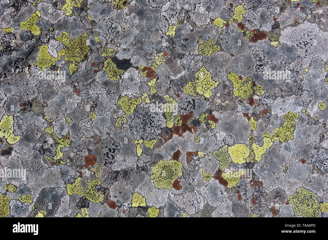 The texture of the stone with lichen. Beautiful abstraction in nature ...