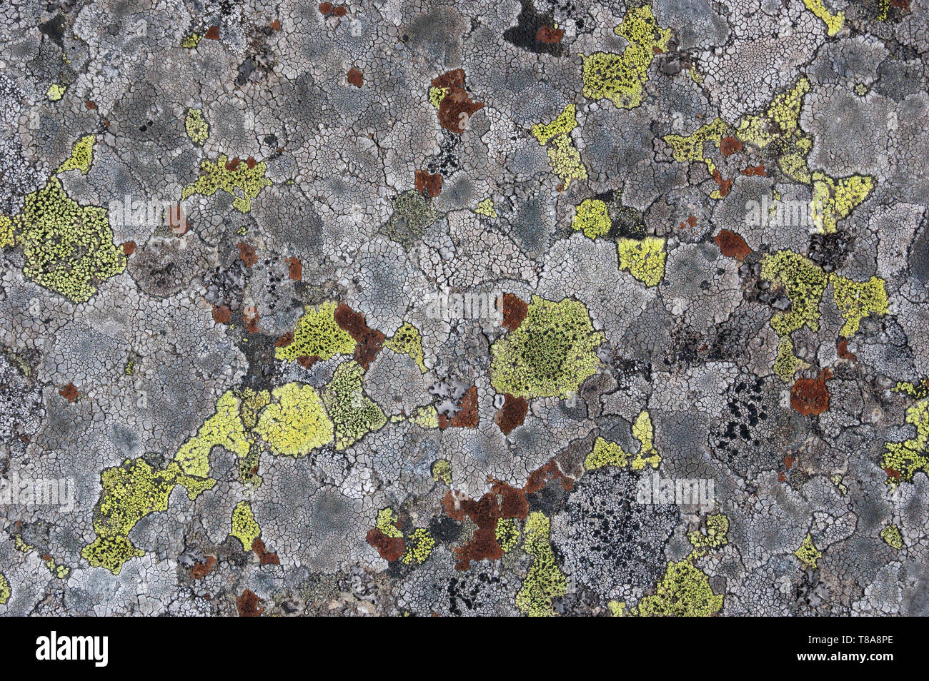 Natural abstract background. Texture of lichen on stone close up Stock ...