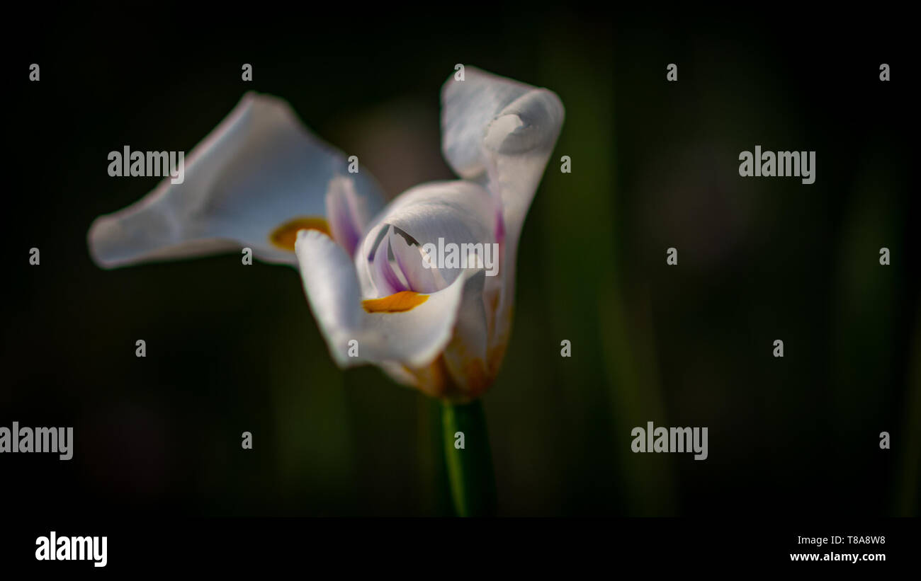 Lily iris germanica hi-res stock photography and images - Alamy