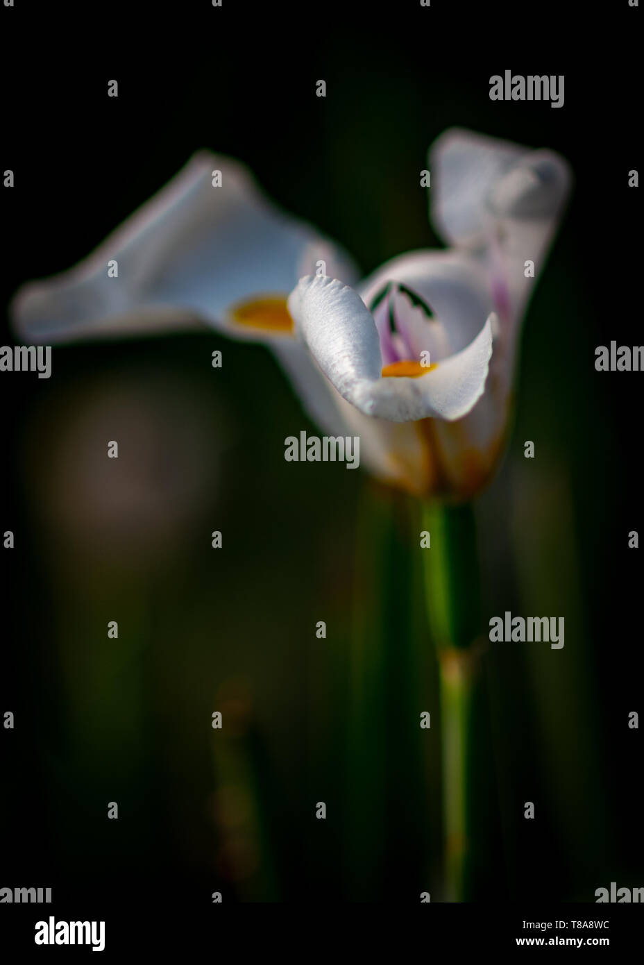 Scorpiris hi-res stock photography and images - Alamy
