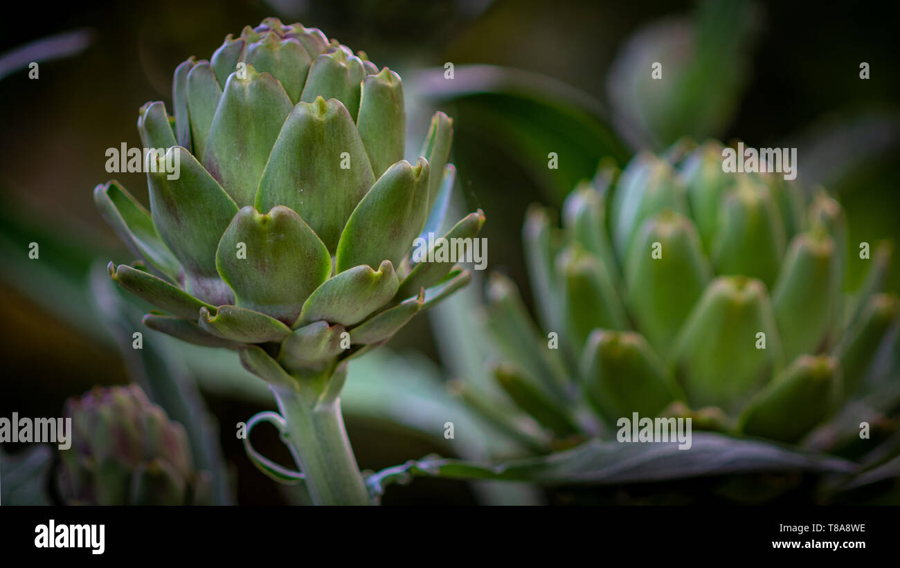 Choke vegetable hi-res stock photography and images - Alamy