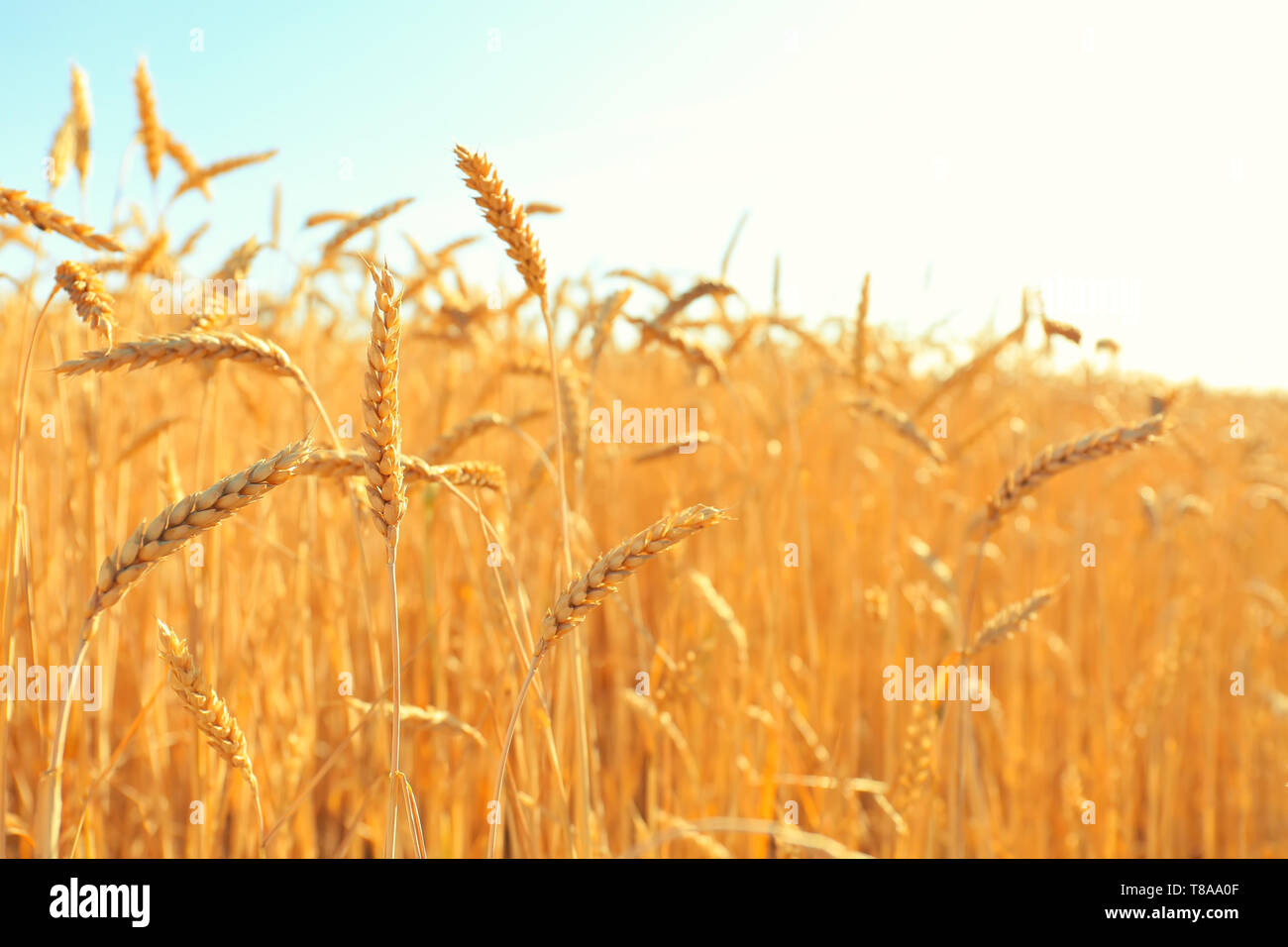 Wheat spikelets in field on sunny day Stock Photo - Alamy
