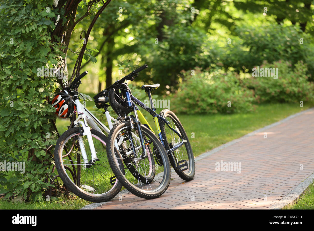 Modern bicycles in park on summer day Stock Photo - Alamy