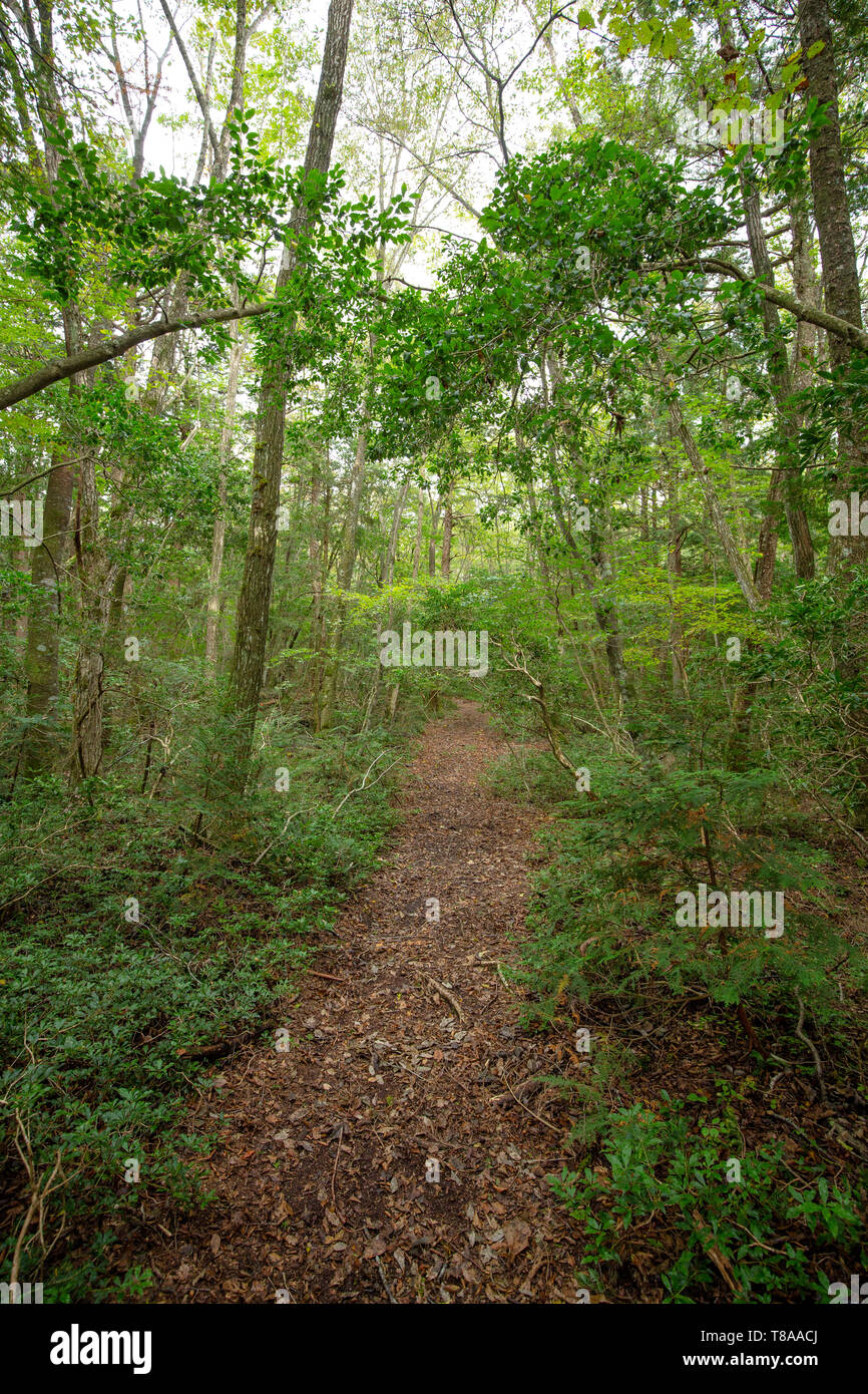 jukai is the sea of tree in japan Stock Photo - Alamy