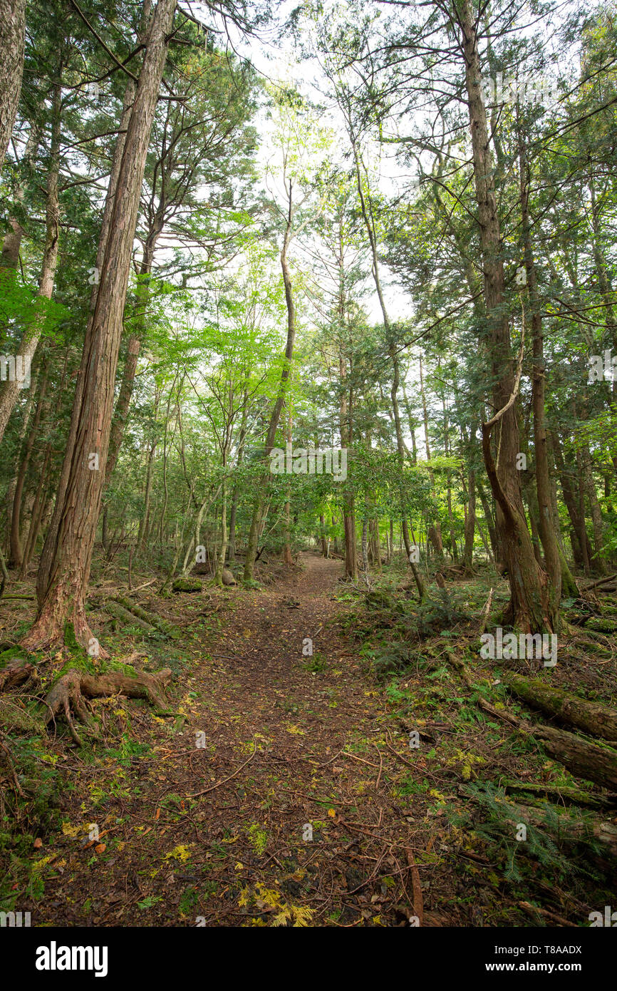 jukai is the sea of tree in japan Stock Photo - Alamy