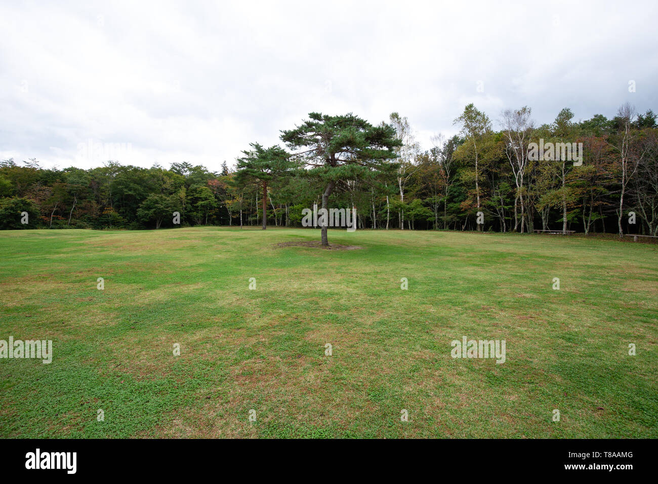 grass field in yamanashi japan Stock Photo - Alamy
