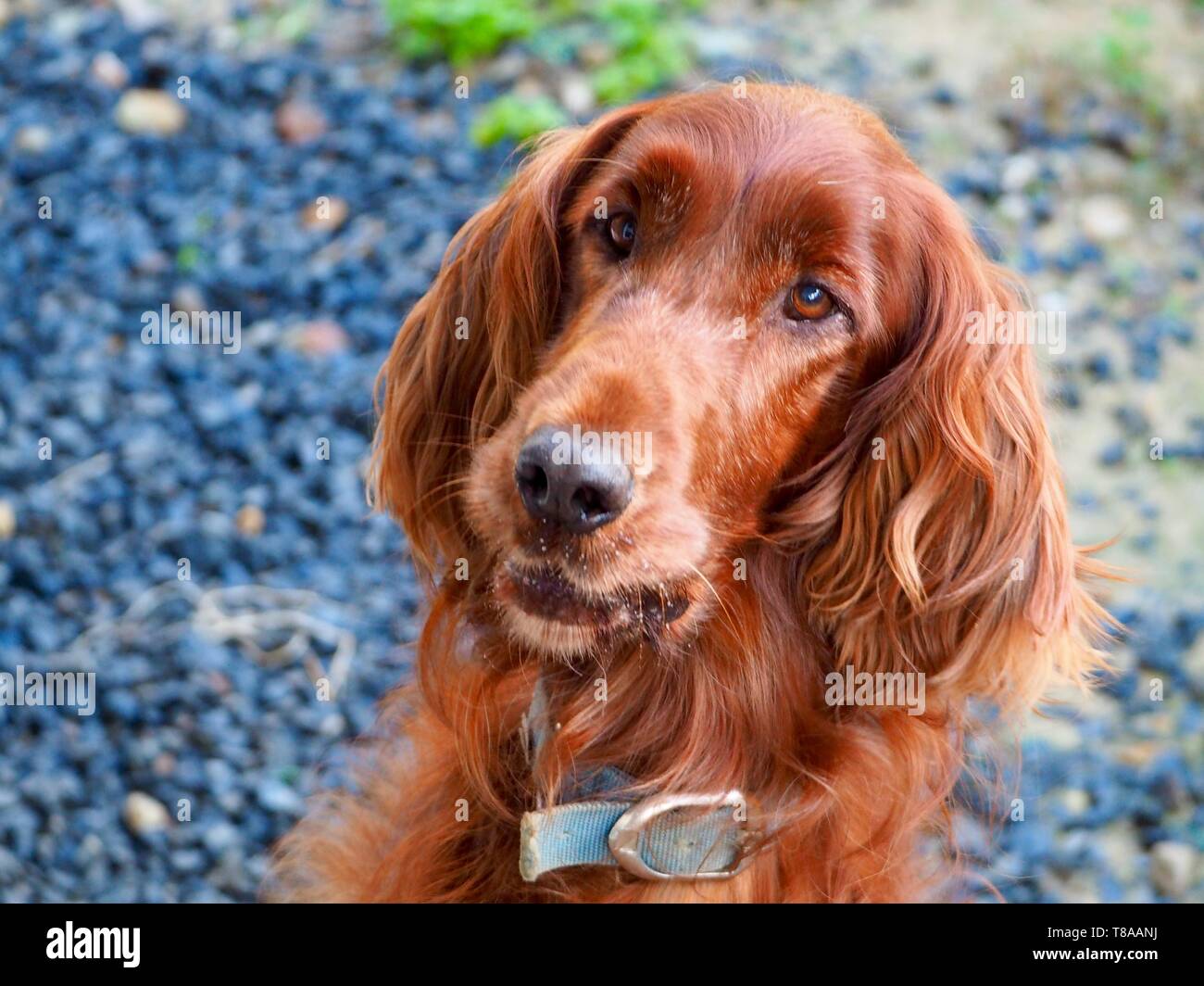 Red Setter High Resolution Stock Photography and Images - Alamy