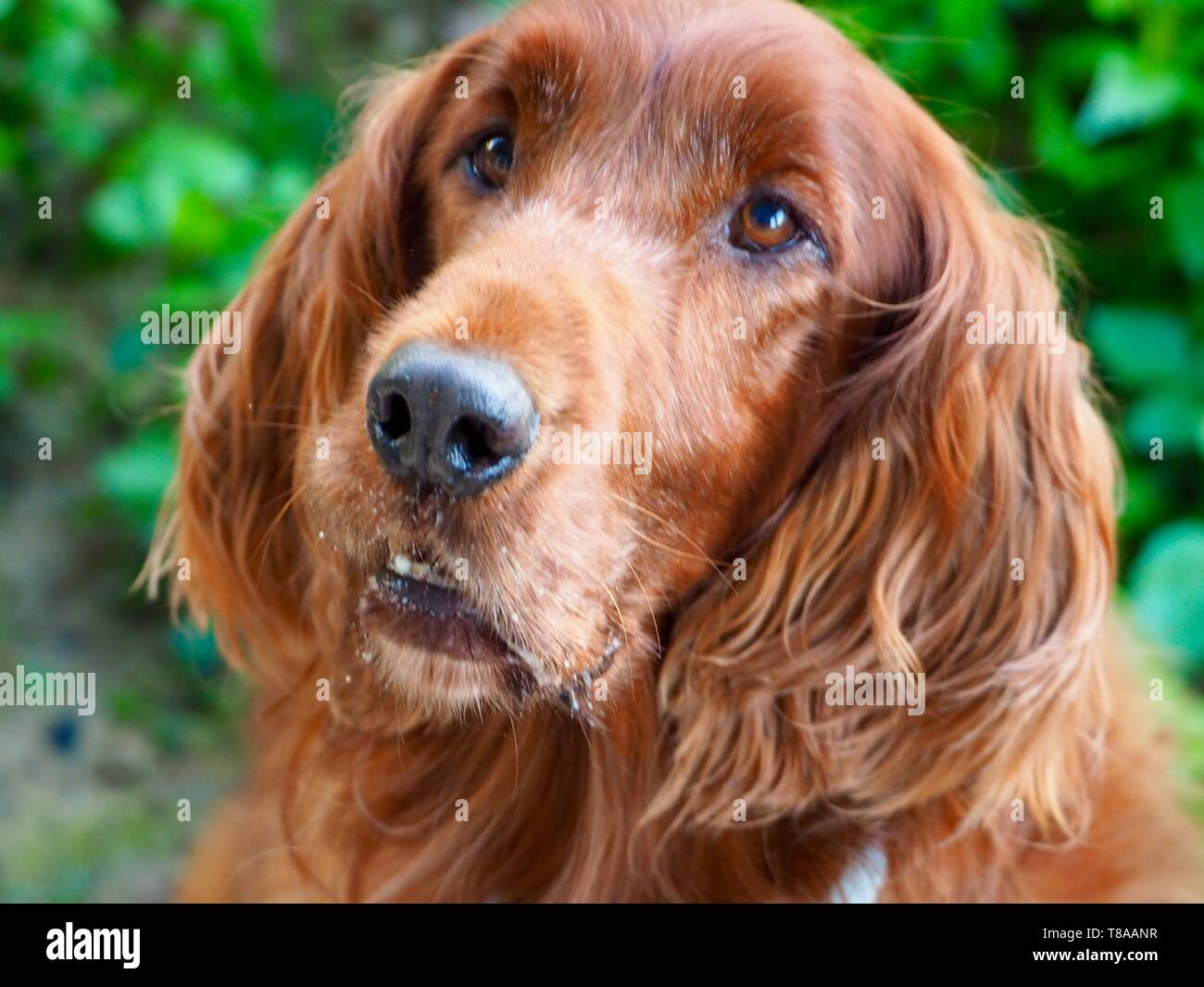 Irish Red Setter Dog closeup of face, looking hopeful that he may get a ...