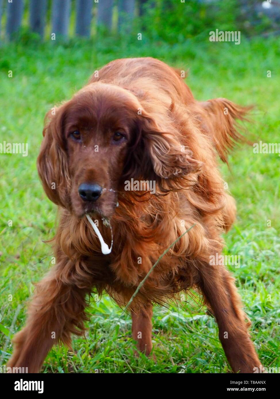 Irish Red Setter Dog in a domestic Australian backyard, playing and ...