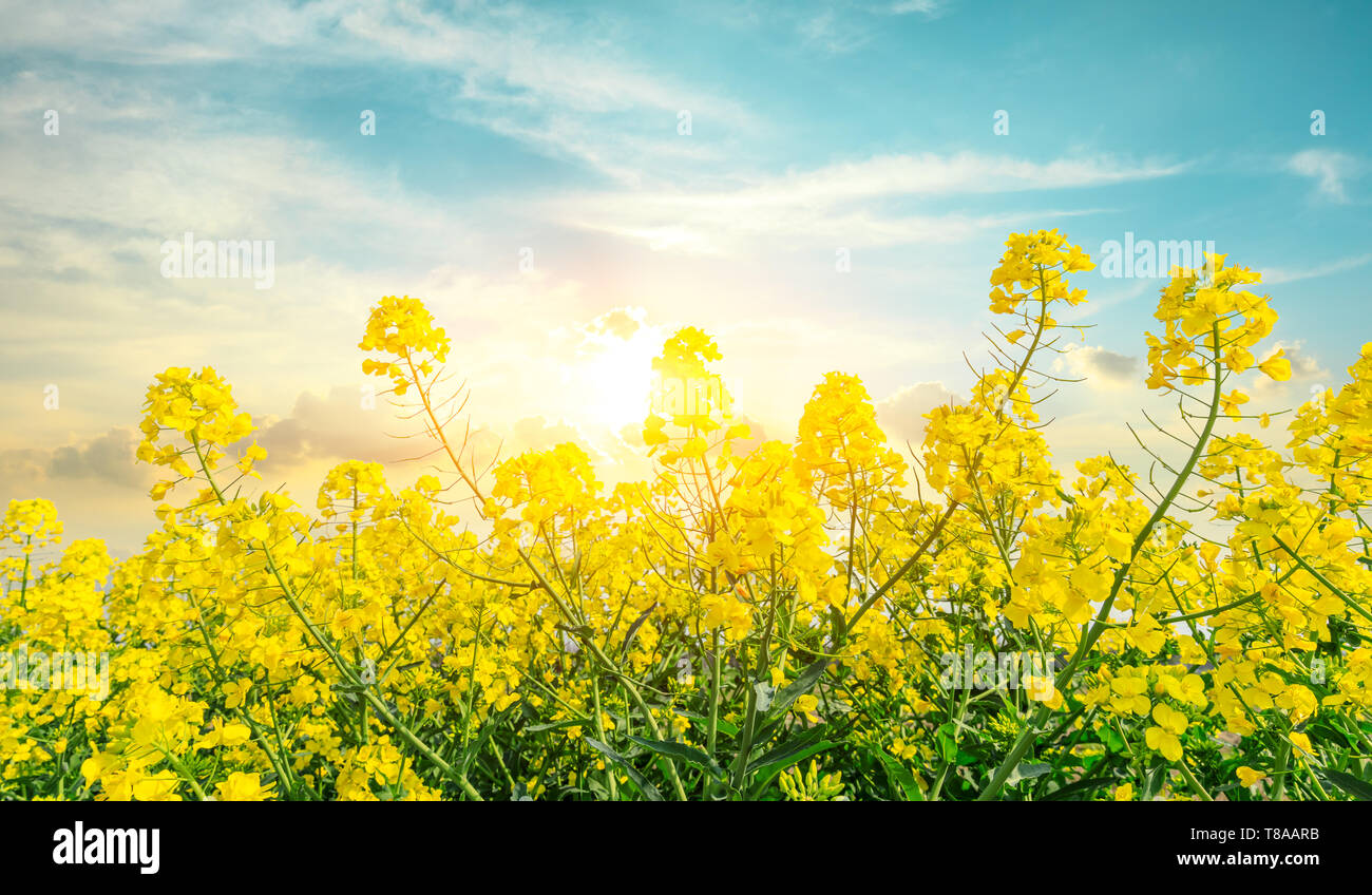Flowering rape flowers on a spring field Stock Photo - Alamy