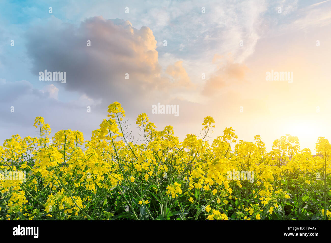 Flowering rape flowers on a spring field Stock Photo - Alamy