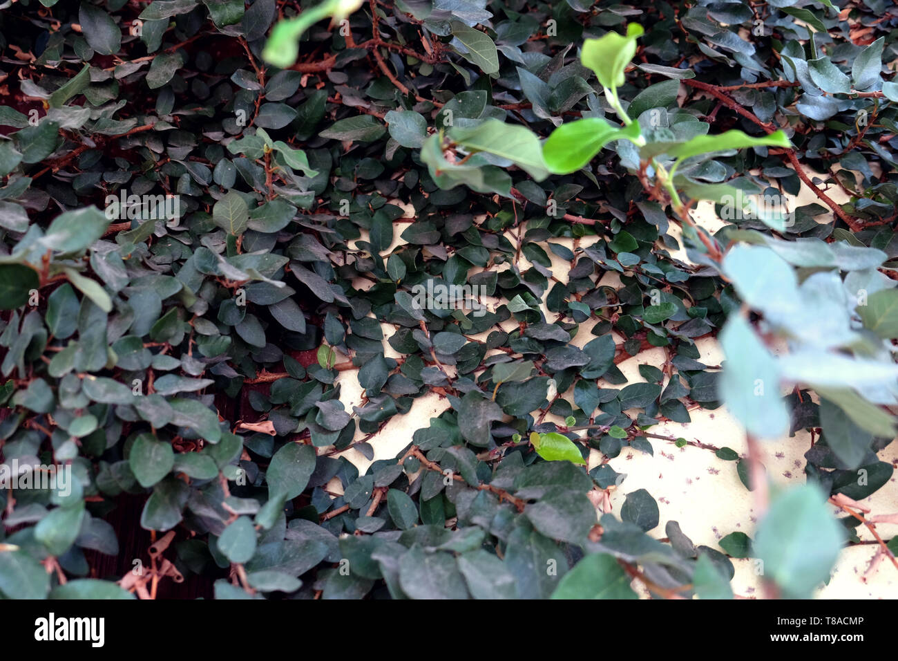 Natural green background. Creeping fig (Ficus pumila) used to decorate ...